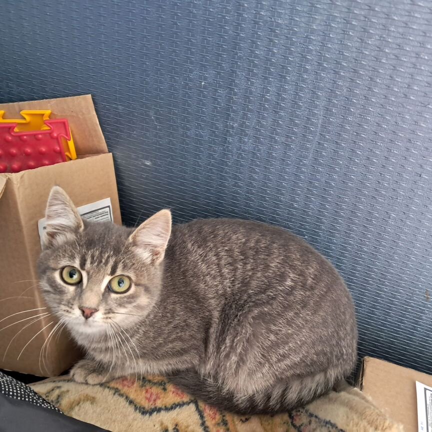 Кошечка 4 месяца ишет хозяев