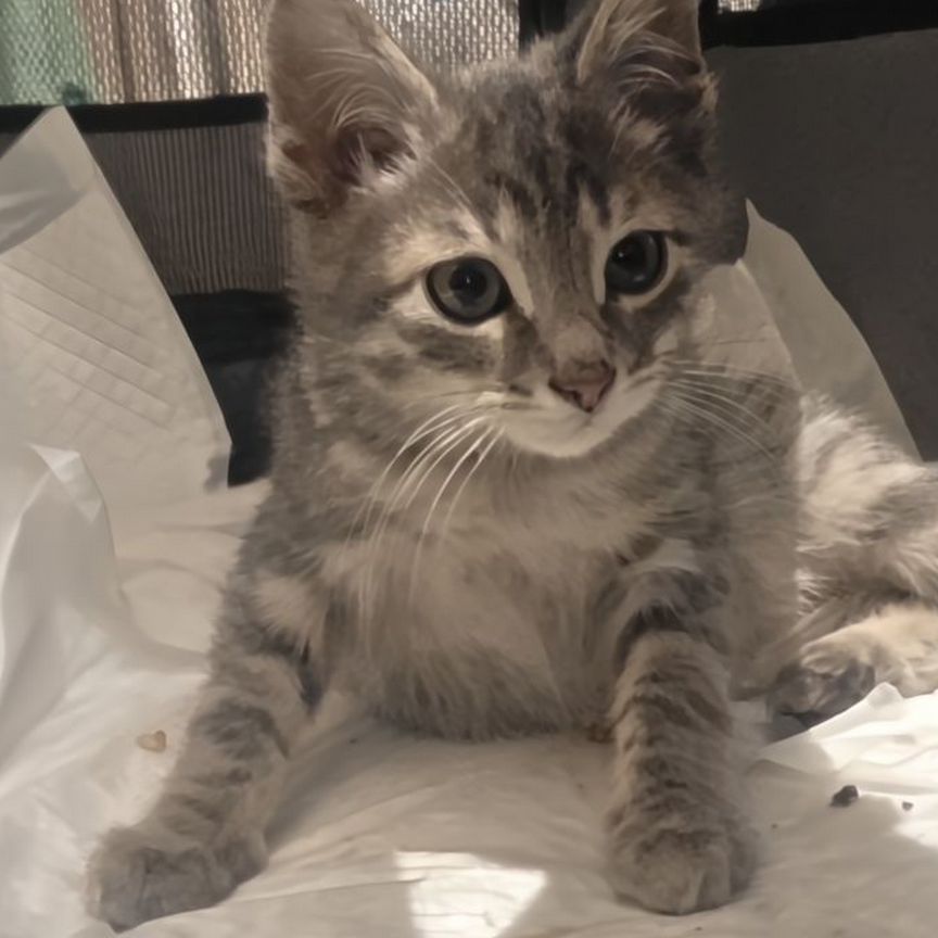 Котёнок в добрые руки