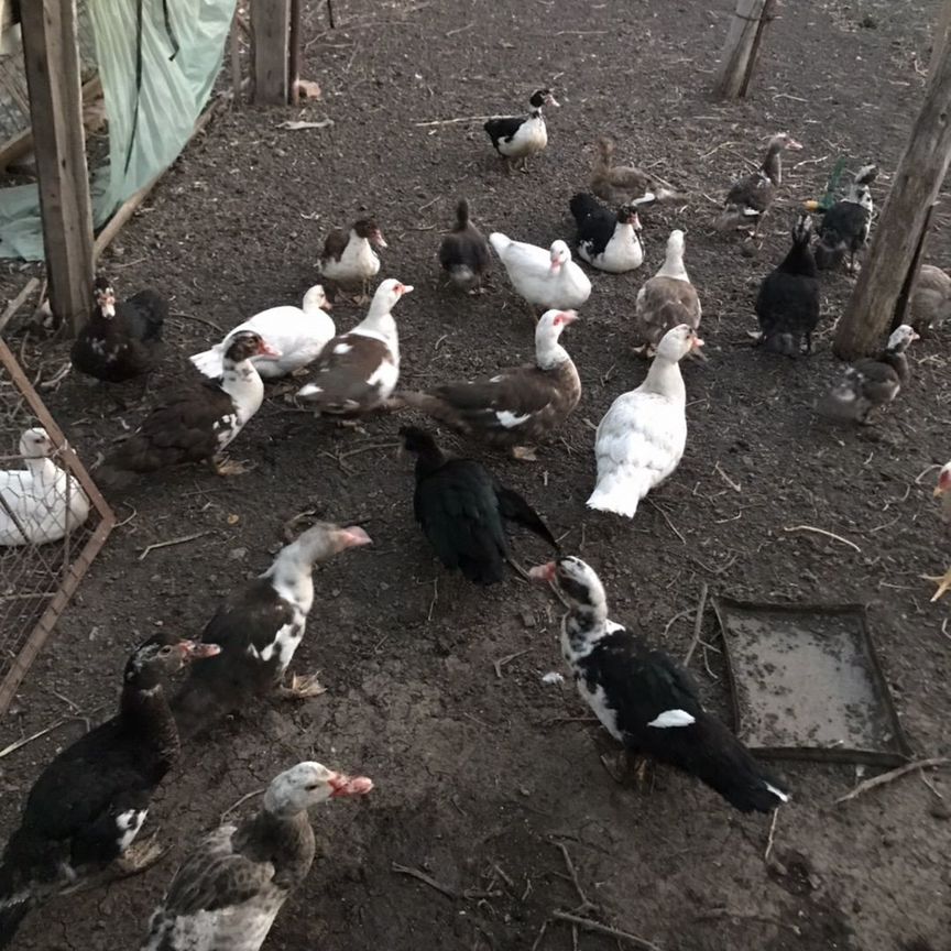 Мускусные утки