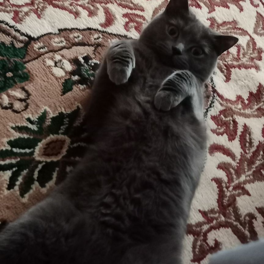 Британский короткошёрстный котёнок