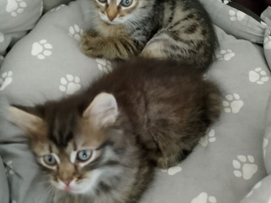 Котята метисы