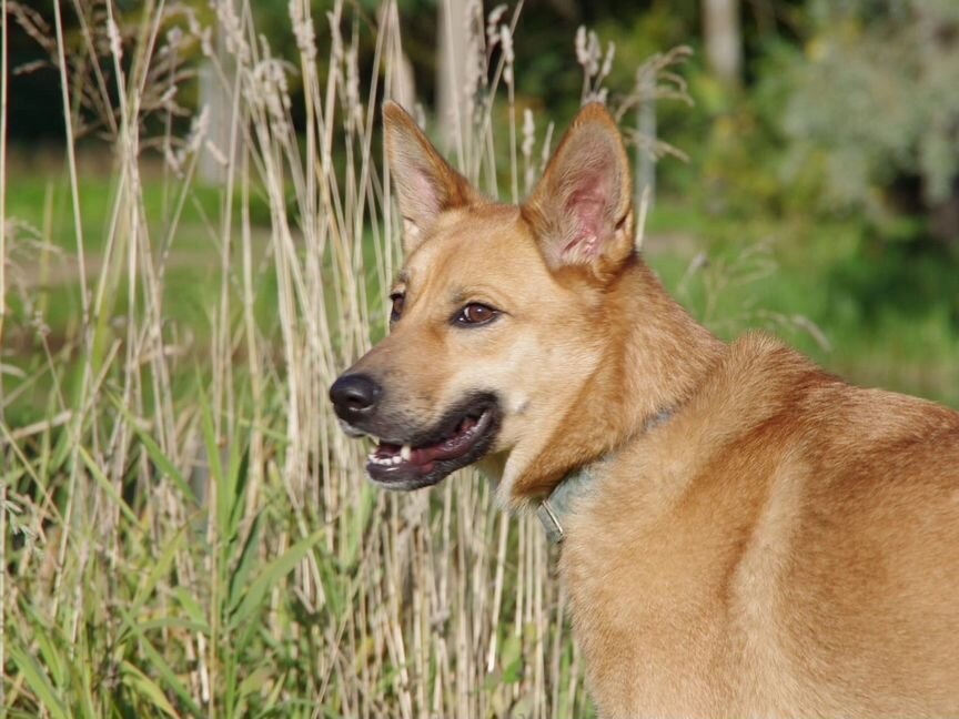 Тутси из приюта ищет дом