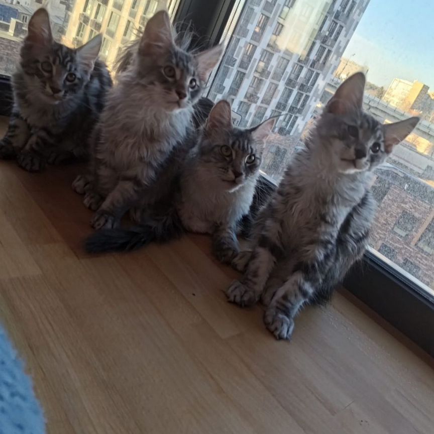 Котики мейн-кун