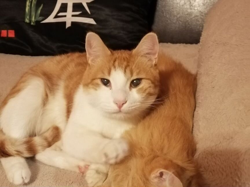 Кошка
