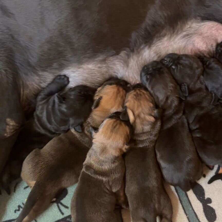 Племенной питомник - Ангел Корсо