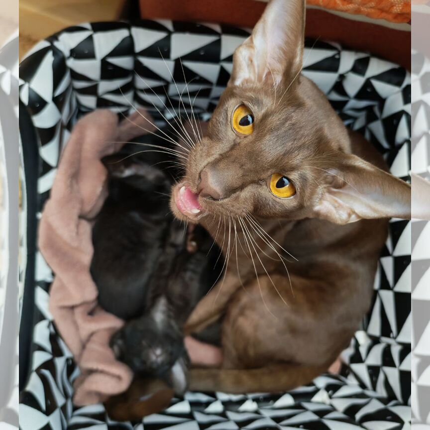 Ориентальный котёнок