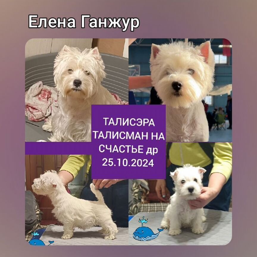 Щенок вестика