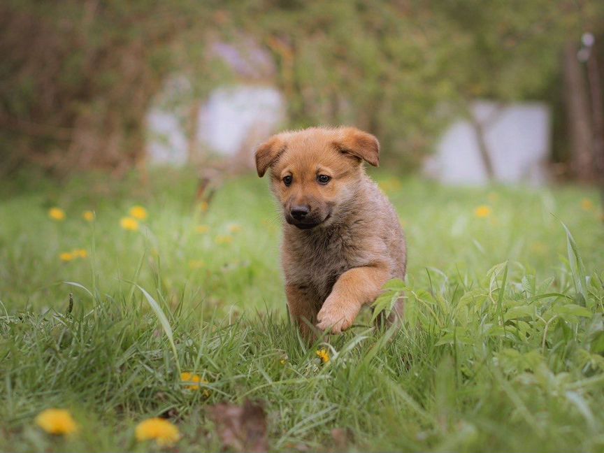 Щенок ищет дом