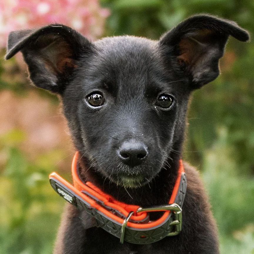 Щенок маленькой собаки в добрые руки