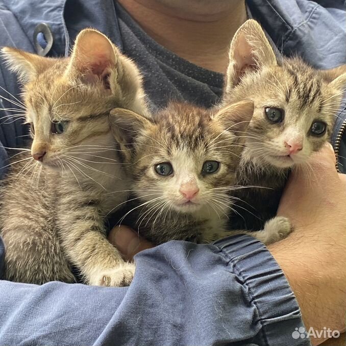 Котята на участке