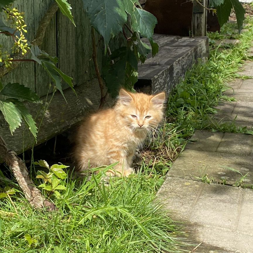 Котята в добрые руки