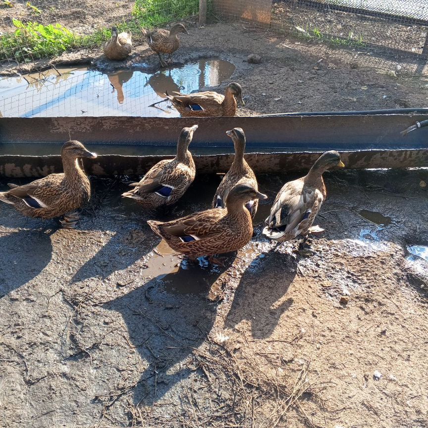 Утки дикие подсадные