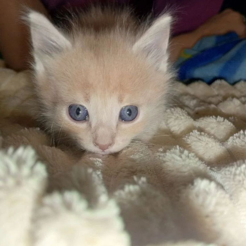 Сибирский котёнок