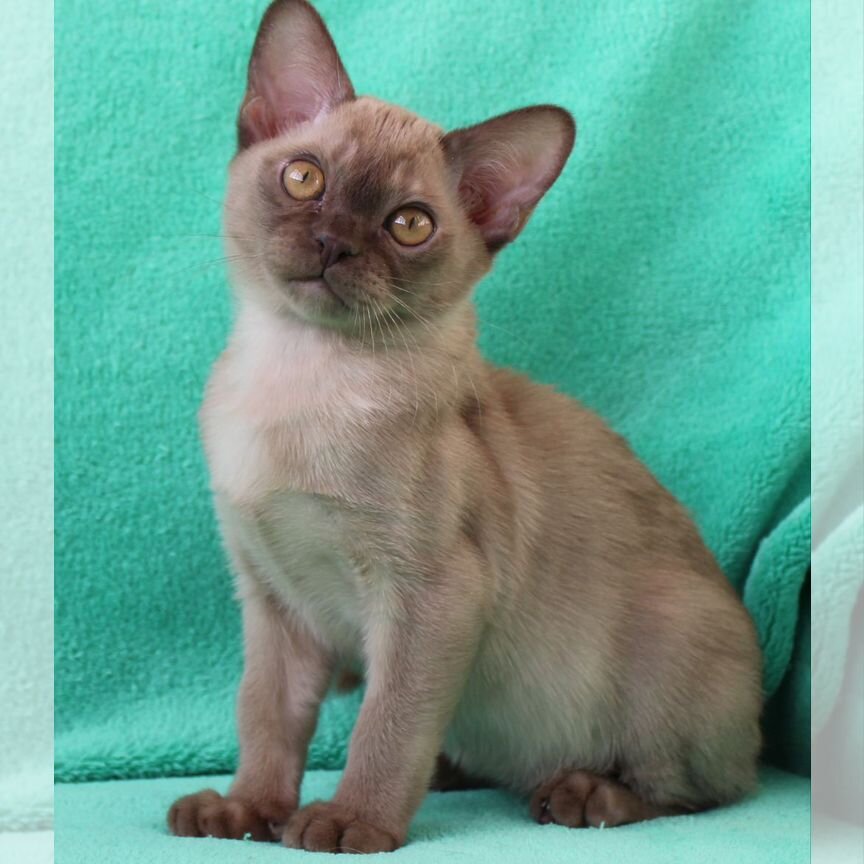 Европейский бурманский котёнок