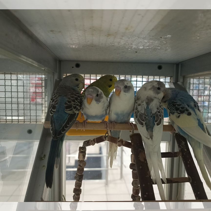 Волнистый попугай