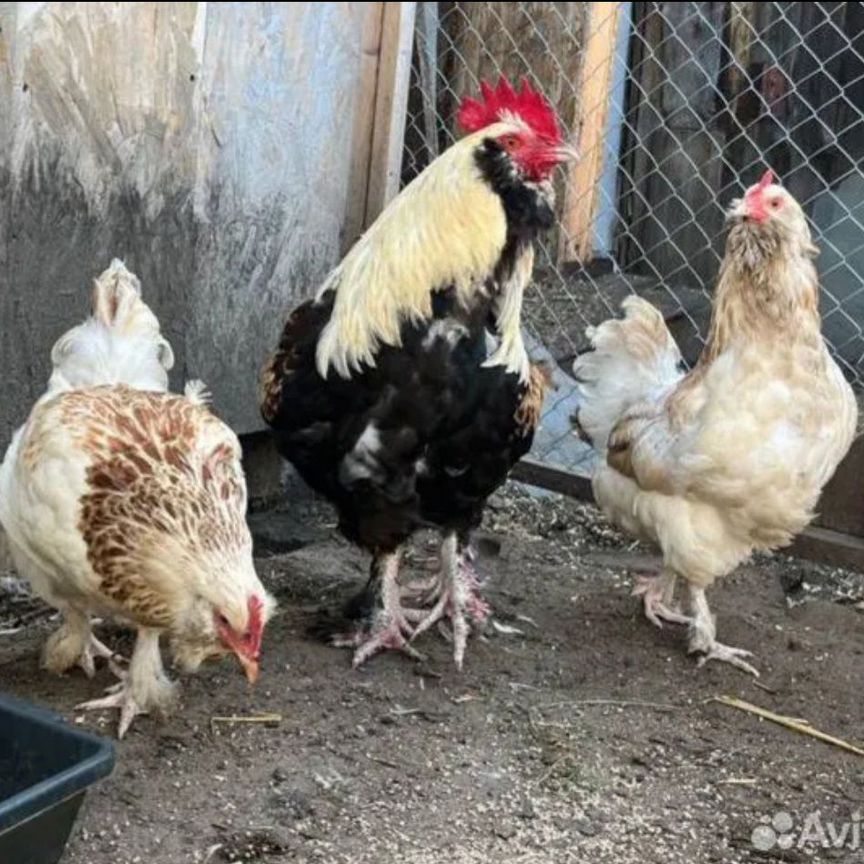 Куры породы Фавероль
