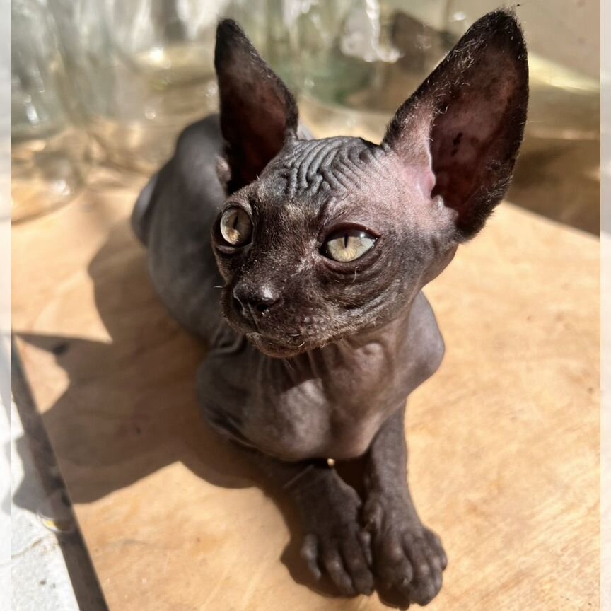 Канадский сфинкс котёнок