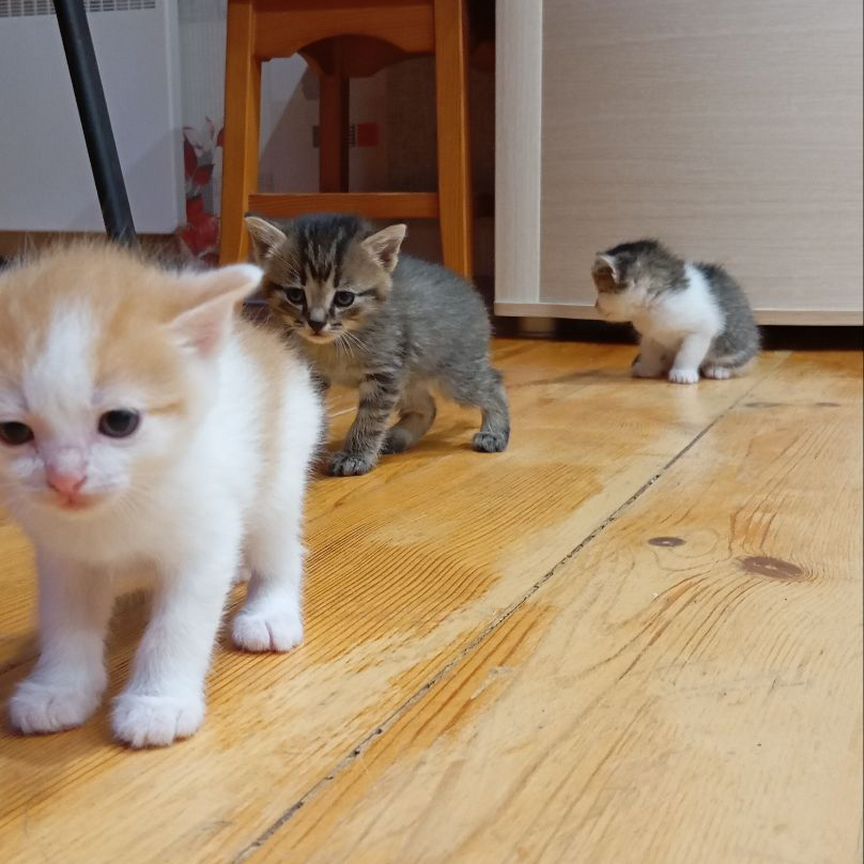 Европейская