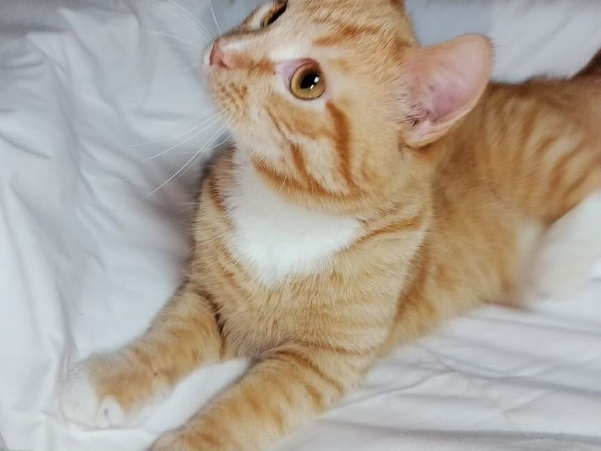Котя хочет домой