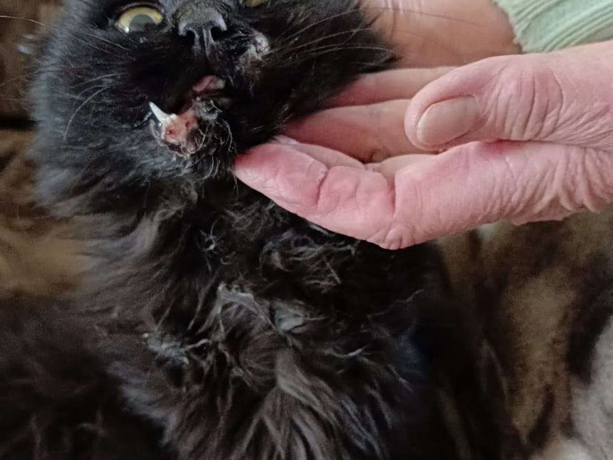 Кот ждет помощи