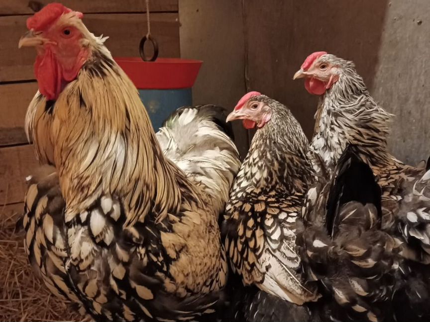 Виандот серебристый