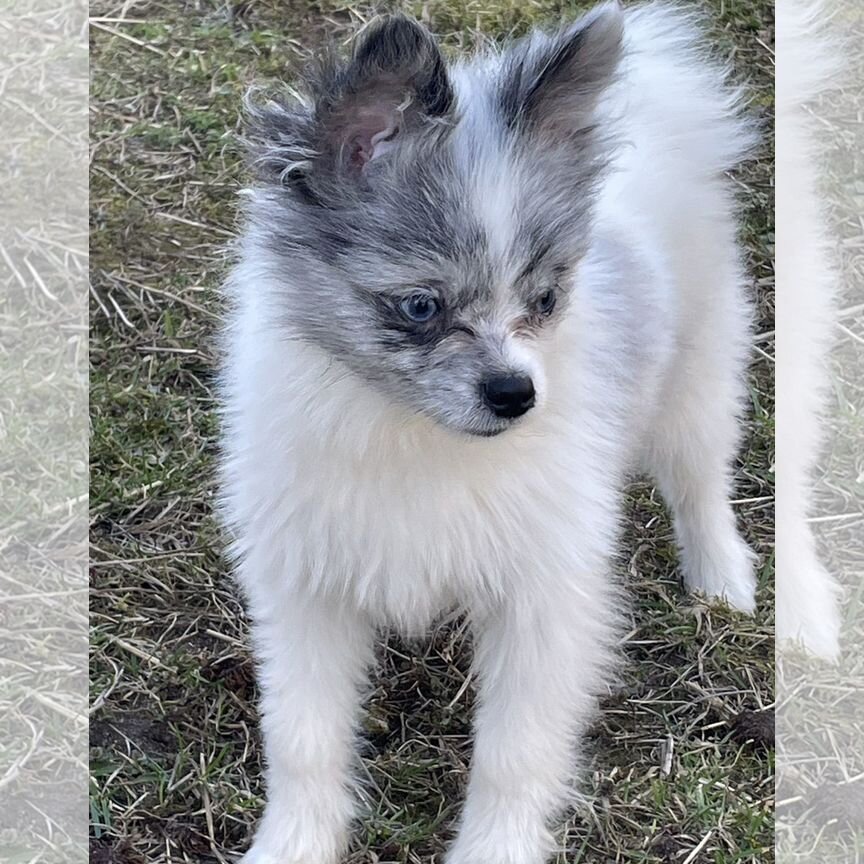 Немецкий шпиц, щенок