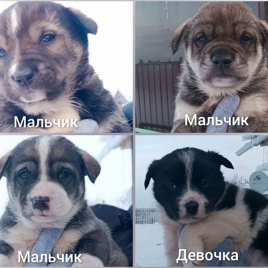Щенки