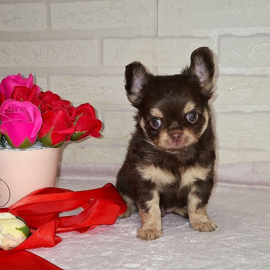 Медвежонок Чихуахуа