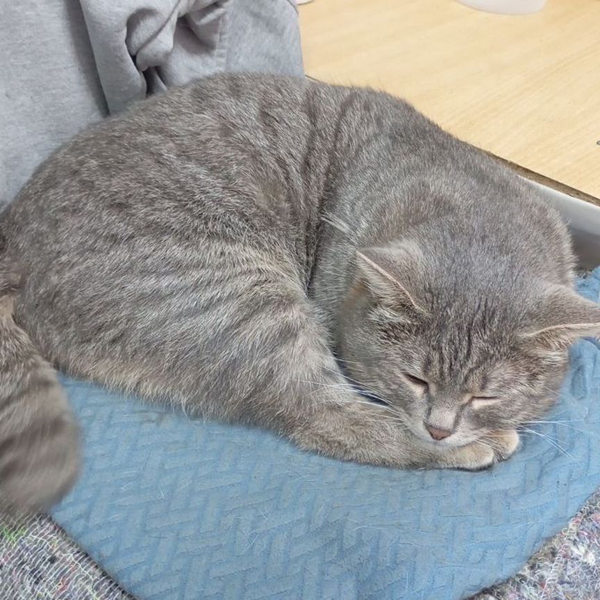 Взрослый кот в добрые руки