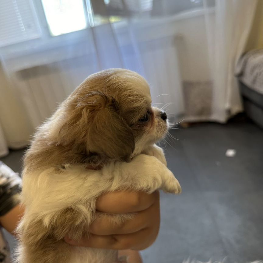 Продаются щенки чихуахуа девочки мальчики