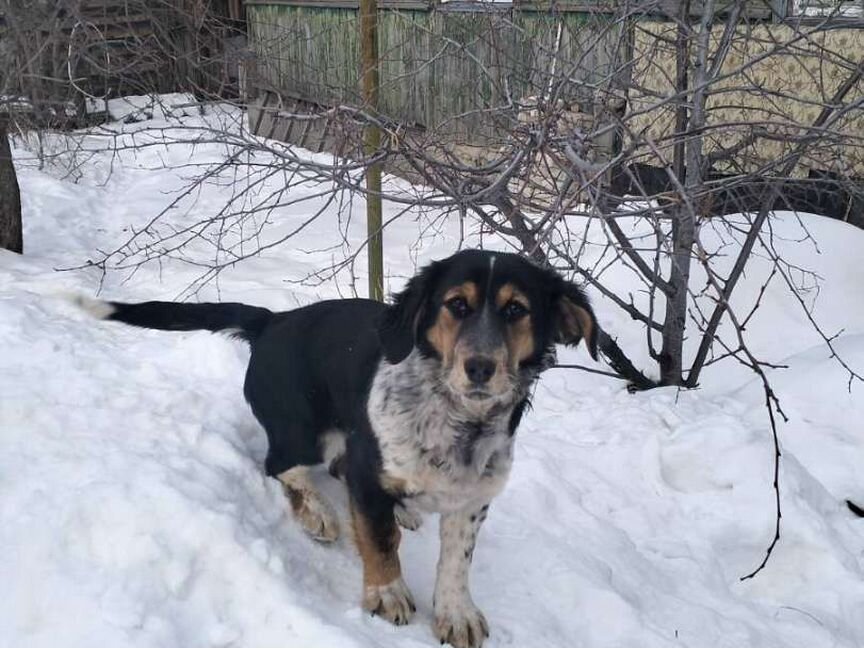 Собаки бесплатно в добрые руки