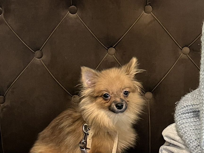 Шпиц девочка 5 месяцев