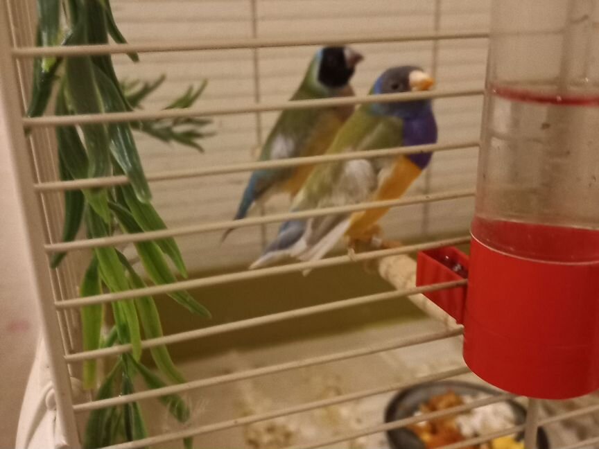 Амадины гульда продаётся вместе клеткой
