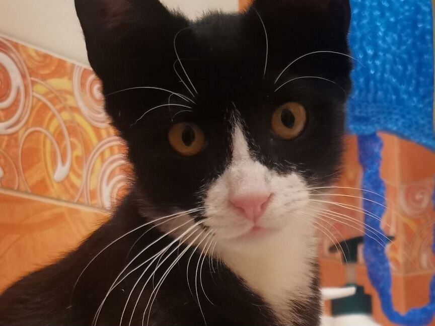 Котёнок Феликс