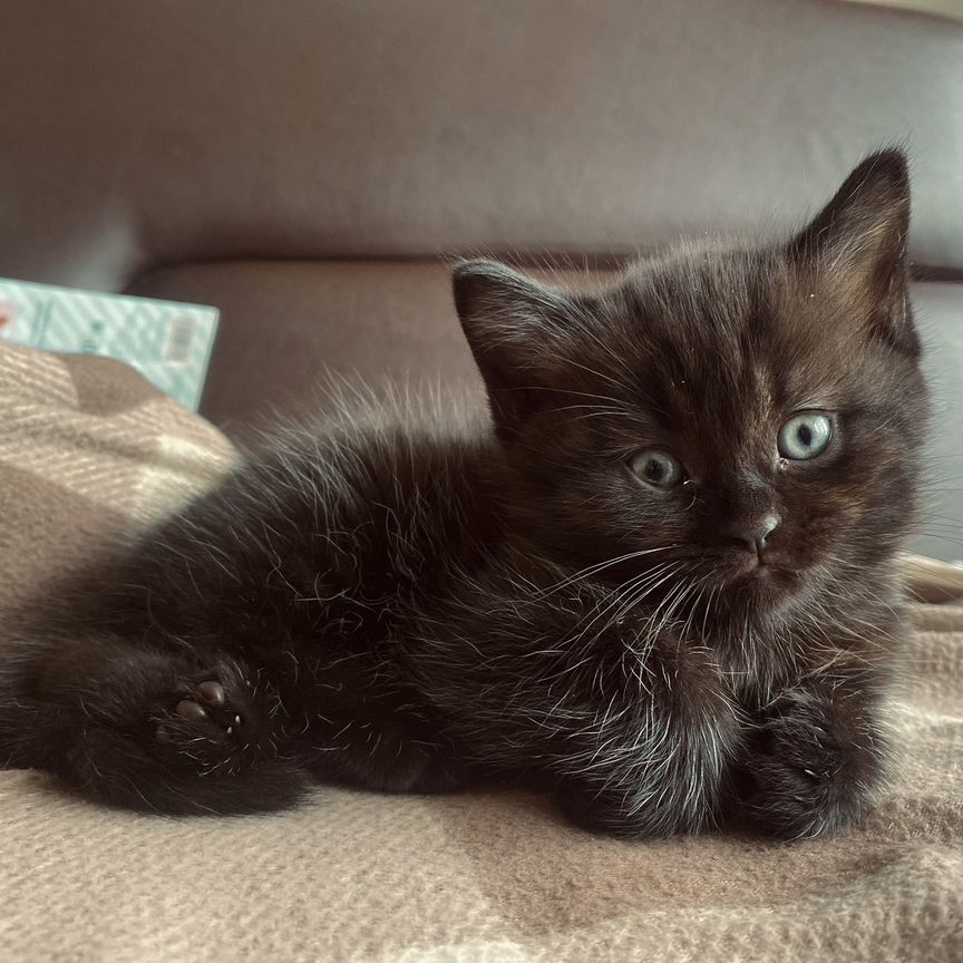 Шотландский котенок