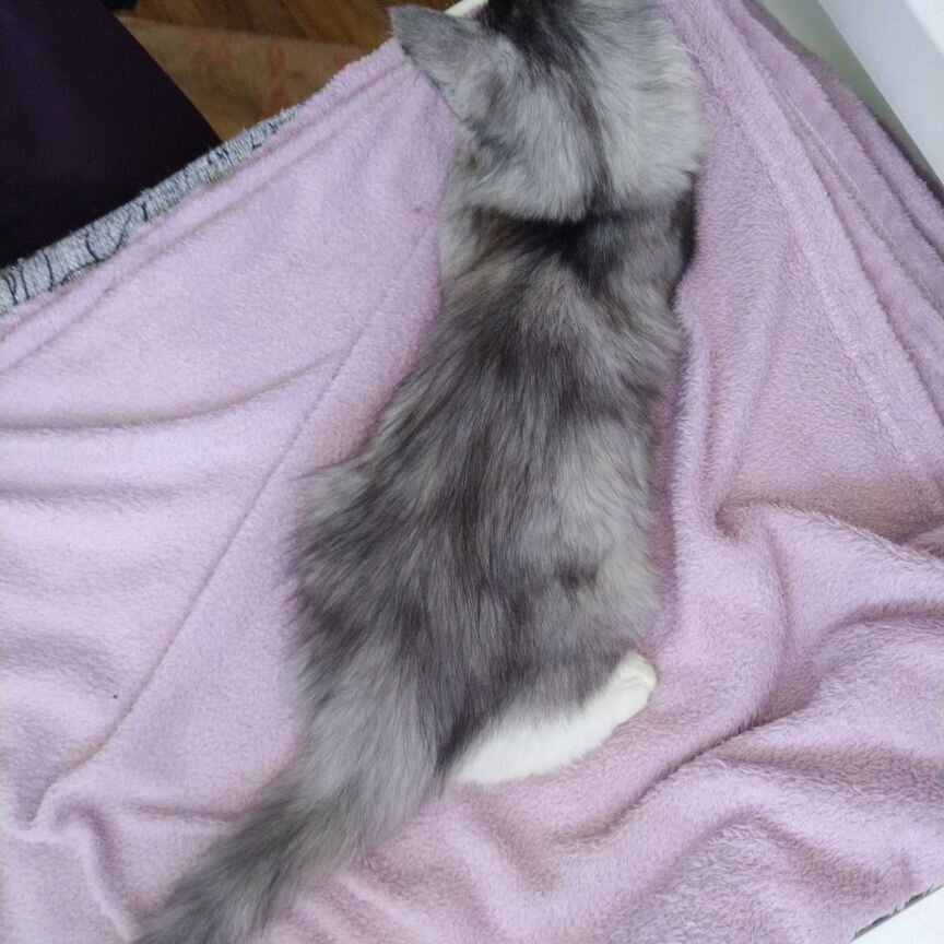 Милашка Кася, 3 мес. В добрые руки