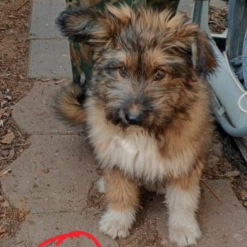 Щенок в добрые руки