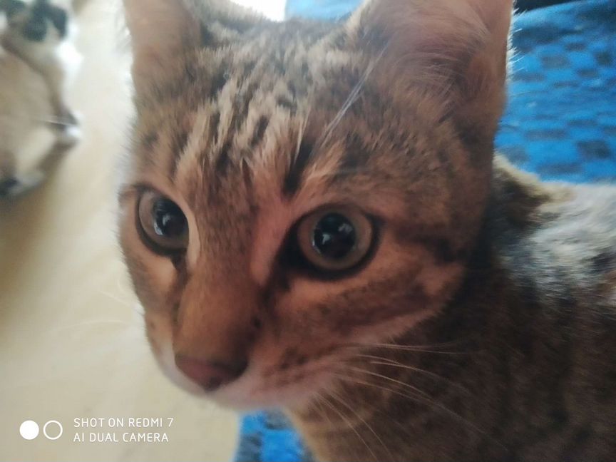 Рысель Метиска бенгалки