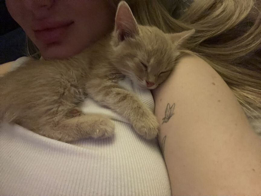 Кошечка в добрые руки