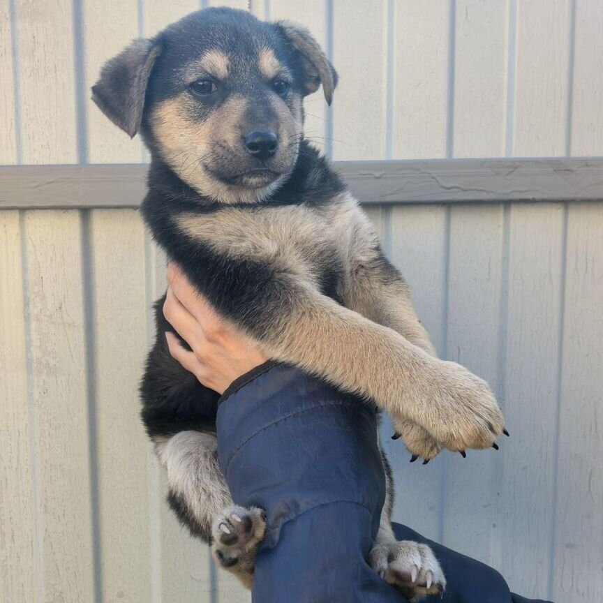 Щенок в добрые руки