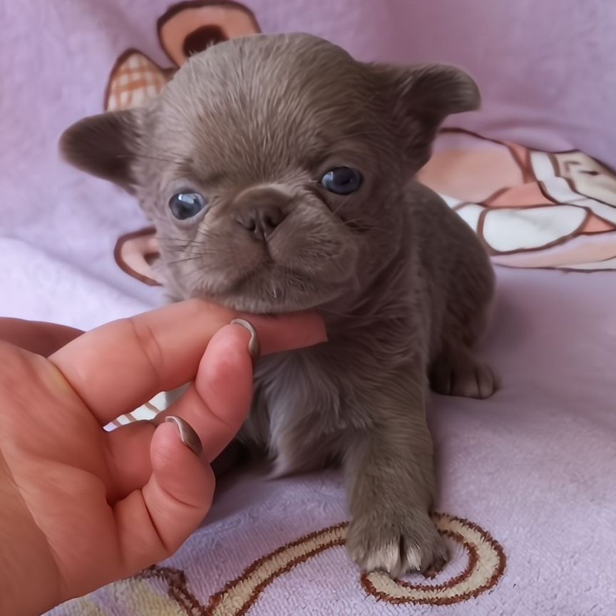 Чихуахуа, щенок