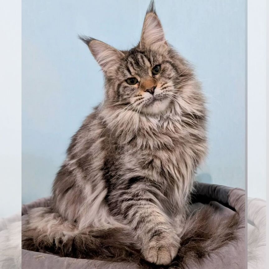 Мейн-кун, взрослая кошка