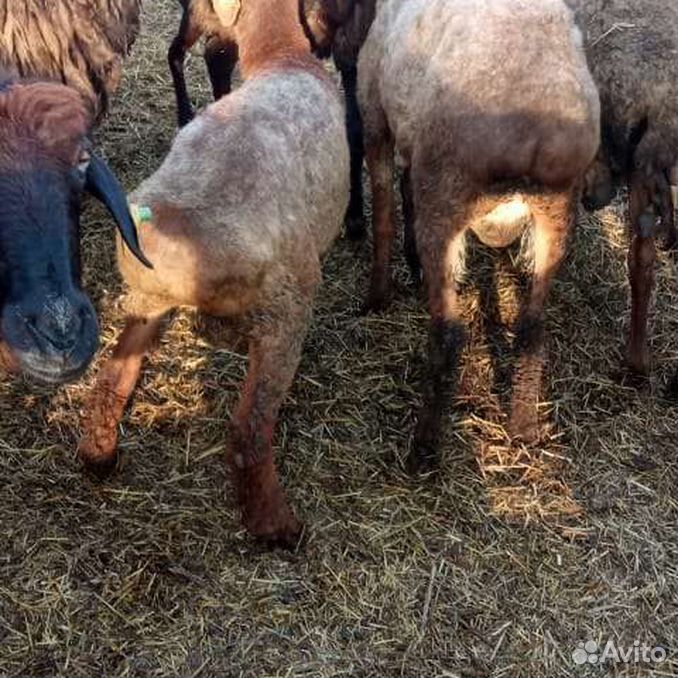 Курдючные бараны продаются