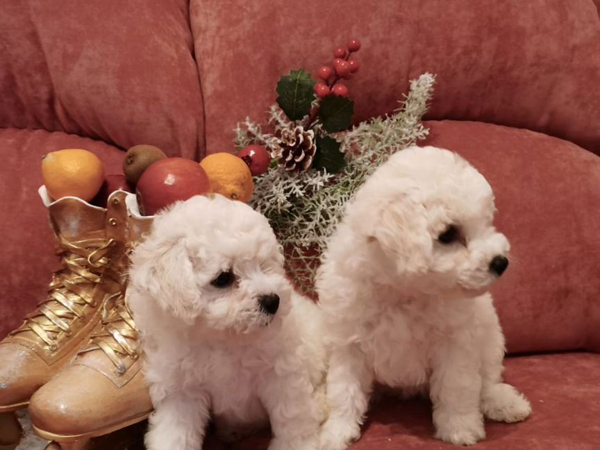 Щенки бишон фризе Санкт-Петербург