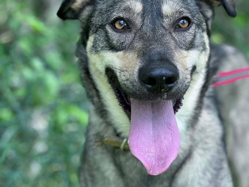 Собака в добрые руки