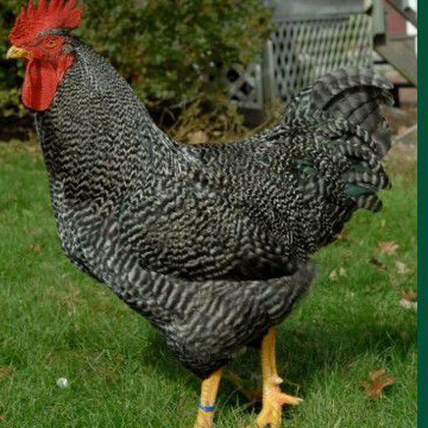 Продам молодых петушков