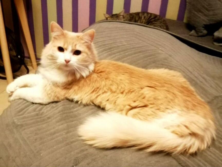 Кошка в добрые руки. Меховушка Асенька