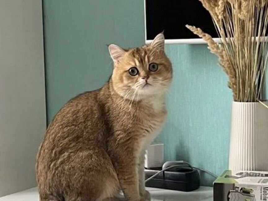 Вязка золотая британская шиншилла