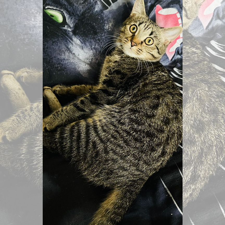 Шотландский кот