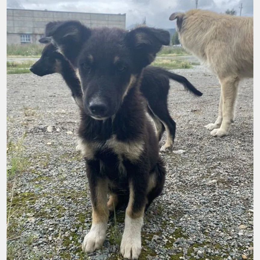 Щенки бесплатно